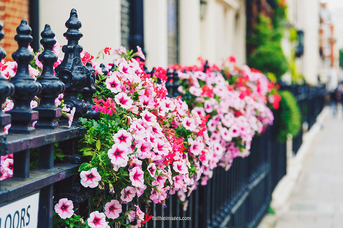 Bricks and flowers – FaithieImages
